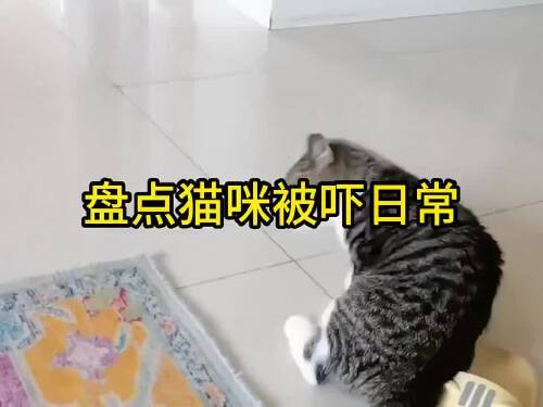 猫咪被吓真实反应,猫:当时我害怕极了