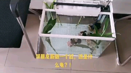 新开个龟缸,简单养龟,养龟日常,变异龟养殖