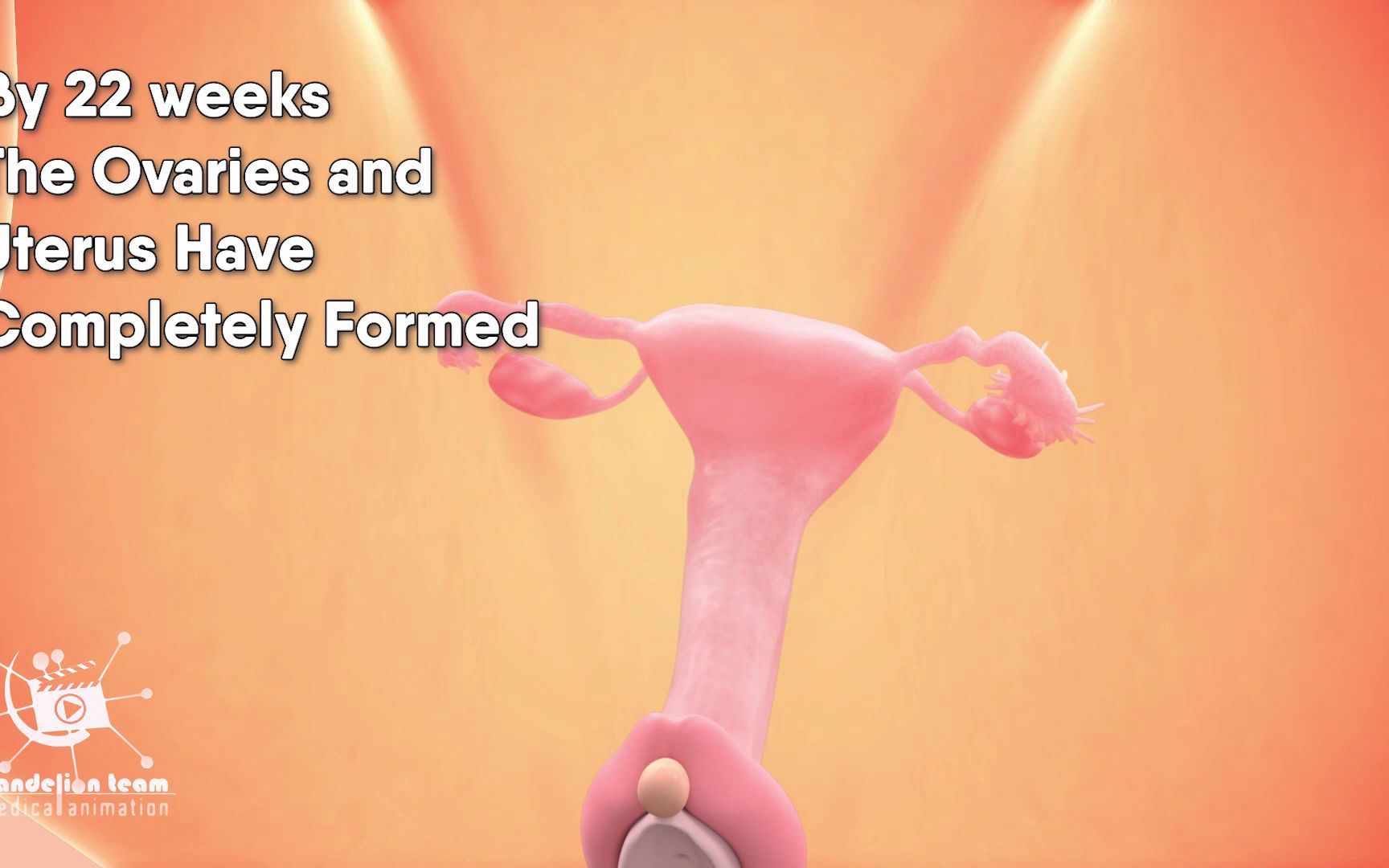 胎儿生殖系统发育形成的全过程