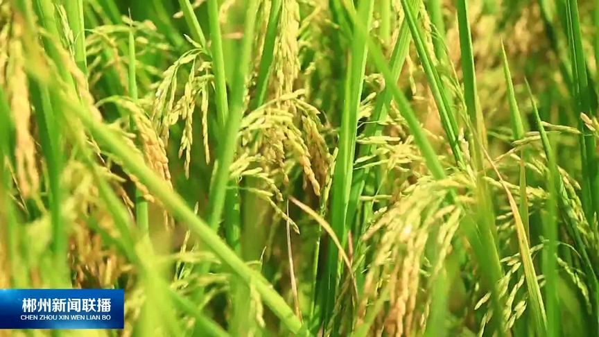 最美人大代表 吴二凤:“人民选我当代表 我当代表为人民”