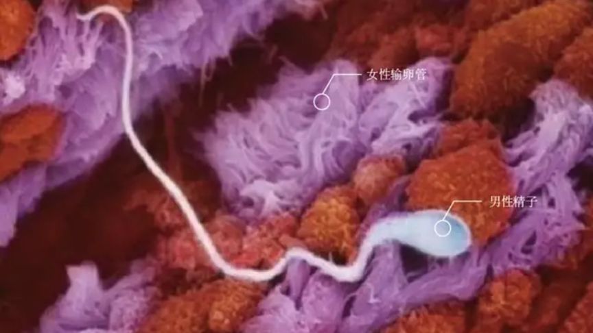 一个胎儿形成的过程,到出生后成长记录,感受一下生命的神奇力量