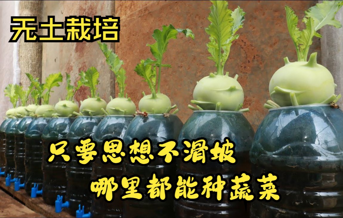 种菜界的天花板二之无土栽培:只要思想不滑坡 哪里都能种蔬菜