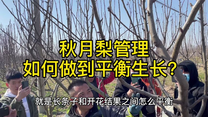 秋月梨管理如何做到平衡生长?