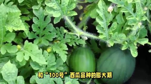 西瓜膨大期多少天?西瓜的生长周期有多长
