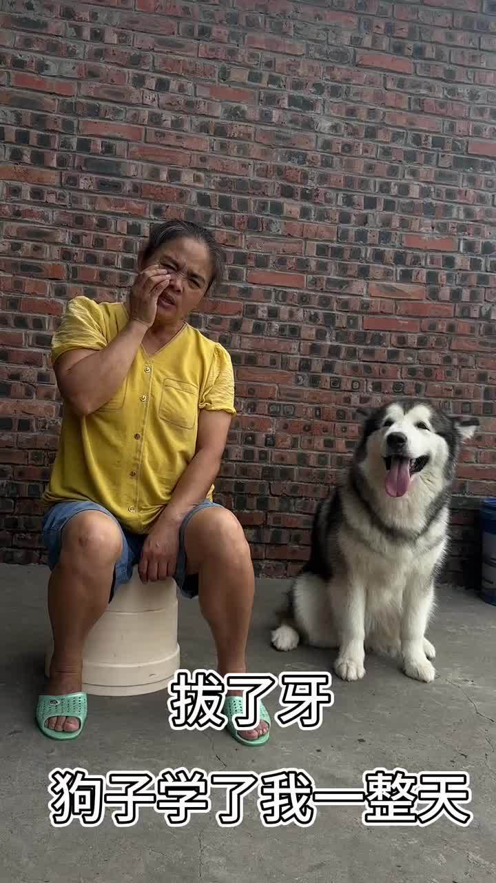 302.这狗还能要吗 #光合计划