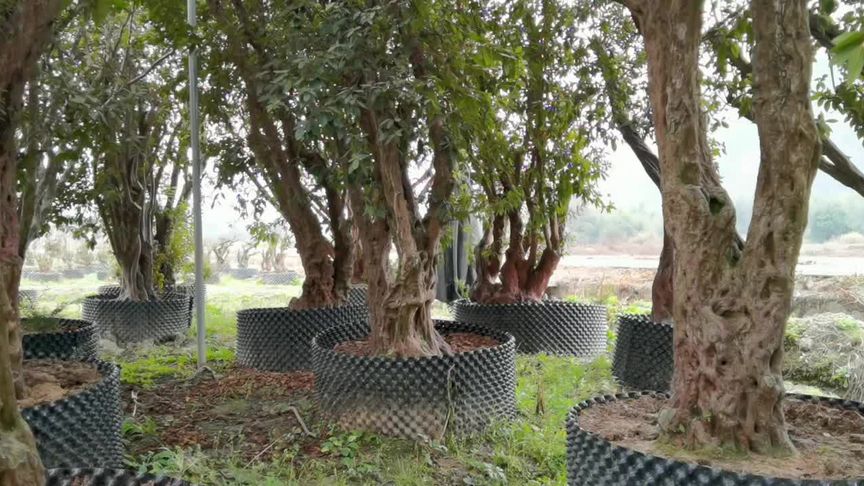 #苗木销售 #庭院绿化 #园林景观 杜鹃花种植专业基地