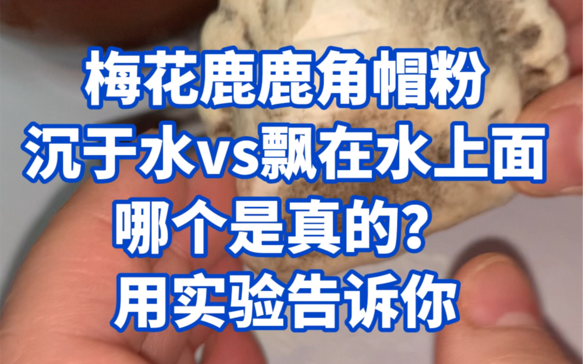 如何区分鹿角帽粉真假?鹿角帽粉沉于水vs飘在水上面,哪个是真的?用...