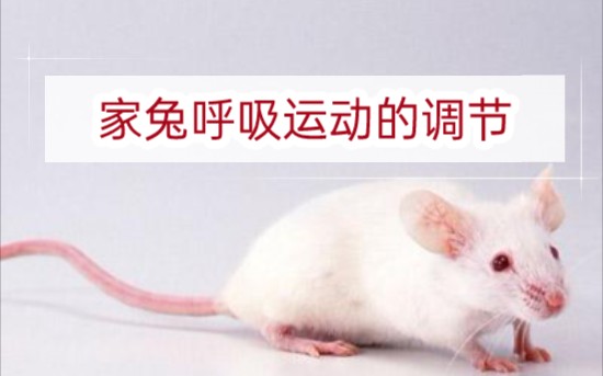 VBL-100医学机能虚拟实验室(生理实验室):家兔呼吸运动的调节 ❗仅供...