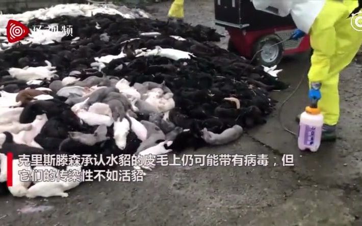 毛骨悚然!丹麦埋葬后的水貂挤回了地面,当地官员:自然现象