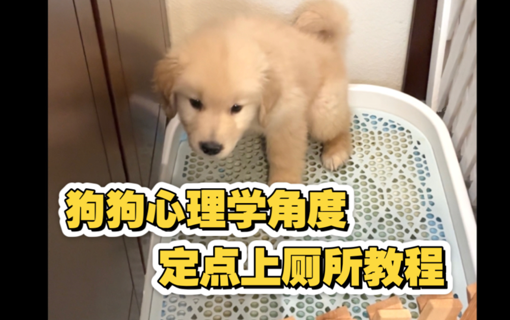 24天我是如何教会狗狗定点上厕所的