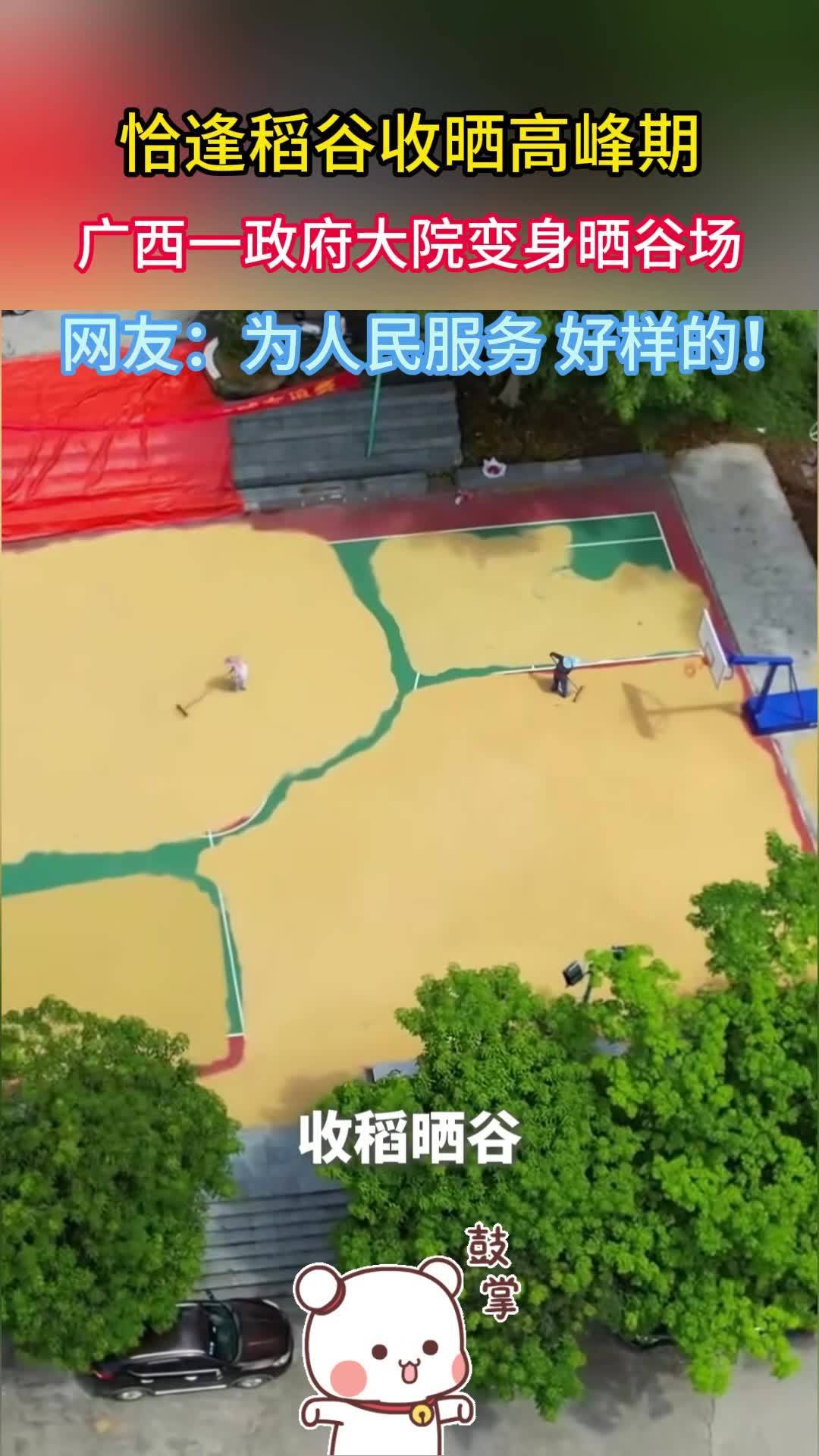 恰逢稻谷收晒高峰期广西一政府大院变身晒谷场