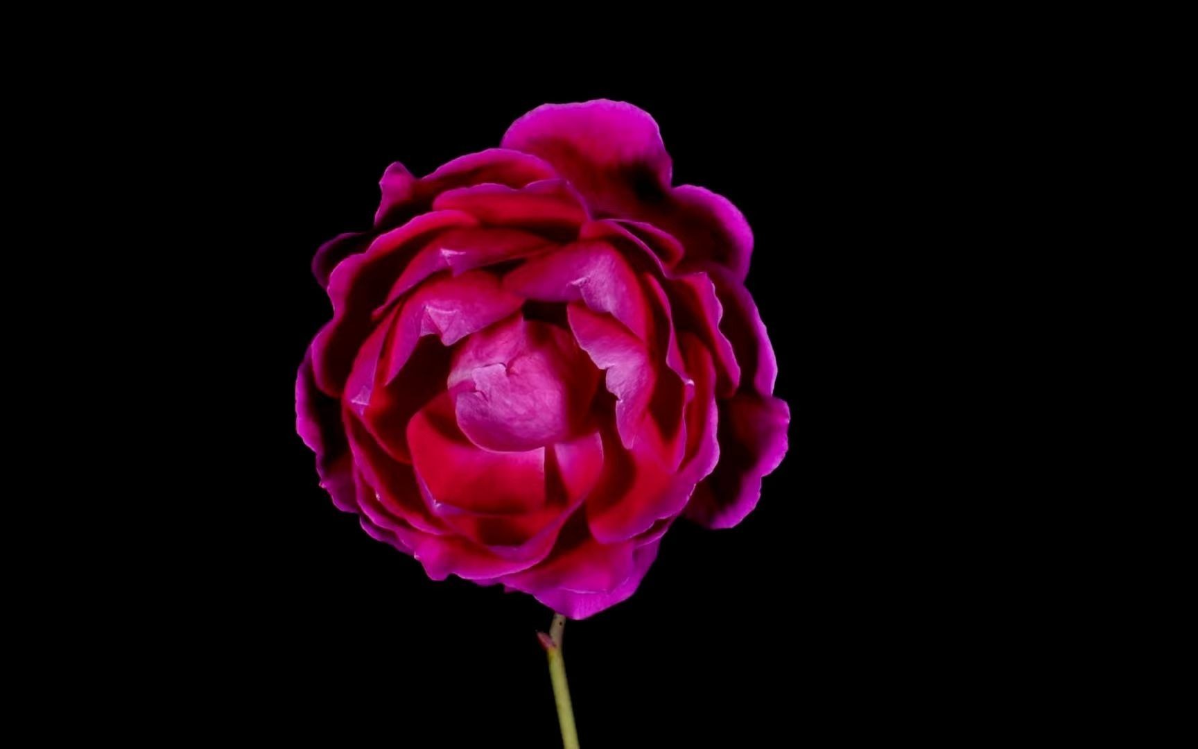 玫瑰花的一生,从花开到枯萎