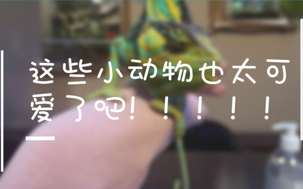 【小橙子的VLOG】带你玩转不一样的布达佩斯04——动物咖啡厅