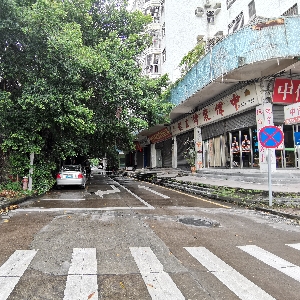 梧桐树下的那只蜗牛 