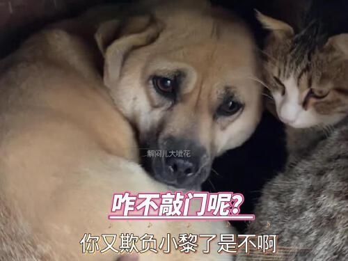 狗:不敲门就进来,你礼貌吗?