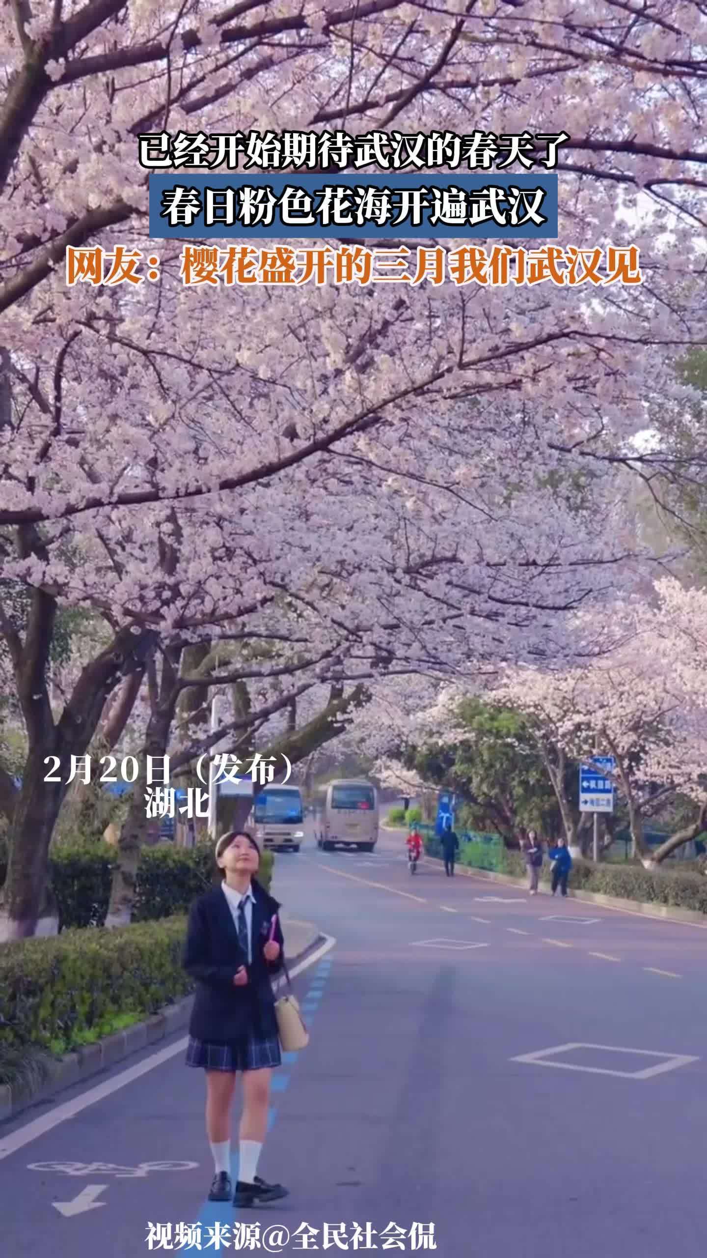 已经开始期待武汉的春天了,春日粉色花海开遍武汉