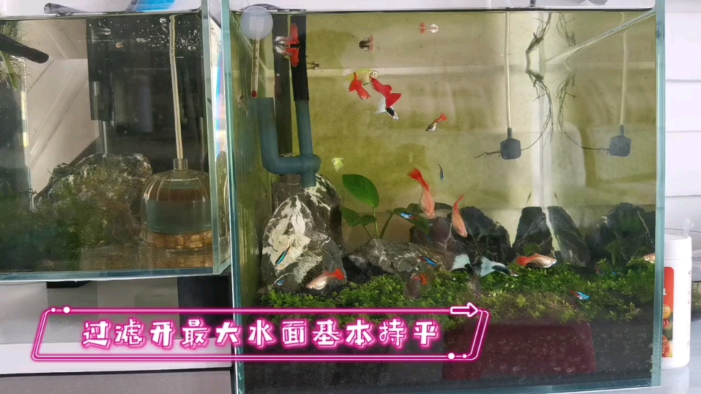 两个鱼缸一个过滤器