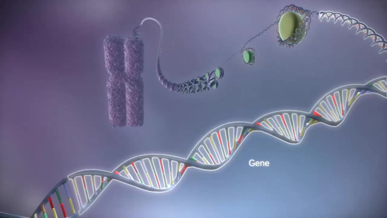 【高中生物】转录与翻译动画