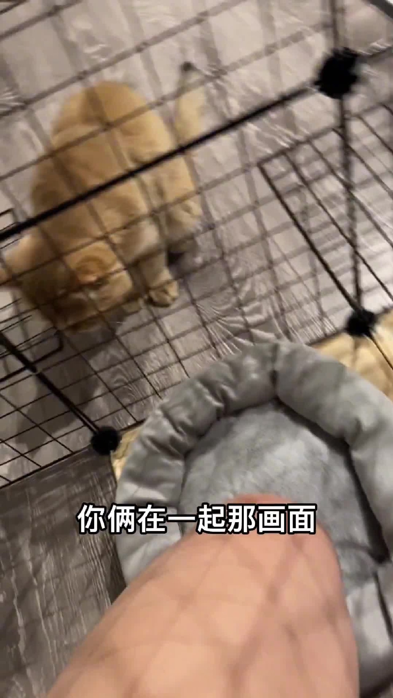 论养猫清洁的重要性电商新锐发布清洁焕新家清洁轻