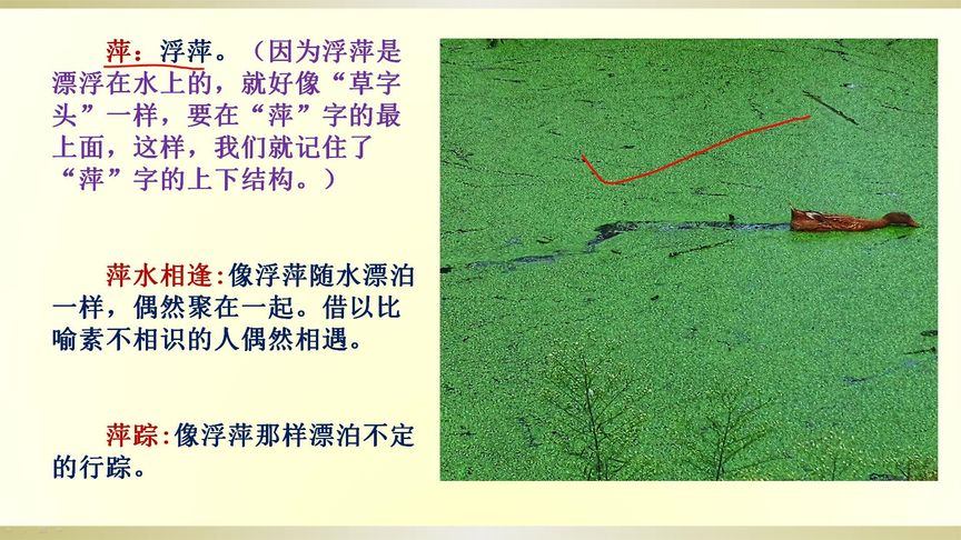 阅读系列一(8):巧记“萍”字的结构