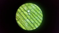 高倍显微下的叶绿体及原生质流动