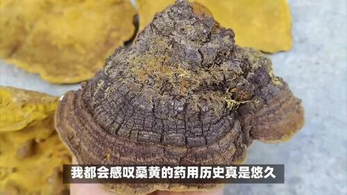 化疗脾虚别硬扛!桑黄这样用,助力身体恢复