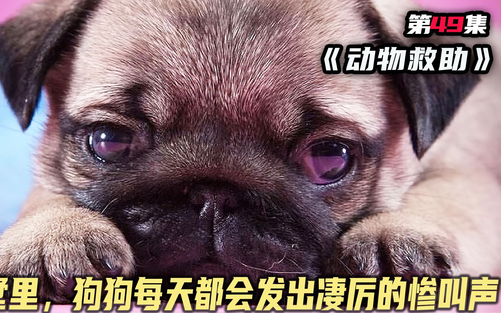 楼里天天传出,狗狗的凄厉惨叫声