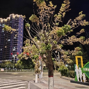 陌世隐 