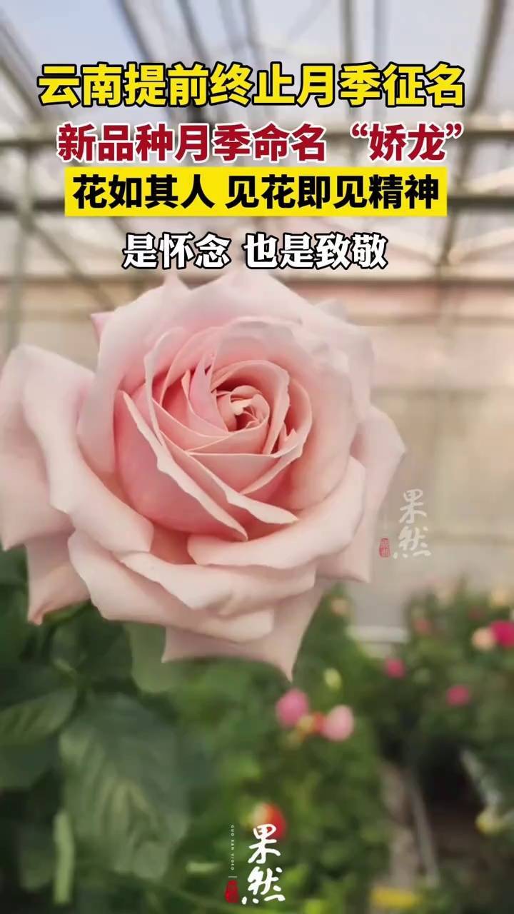 云南新月季命名为"娇龙"