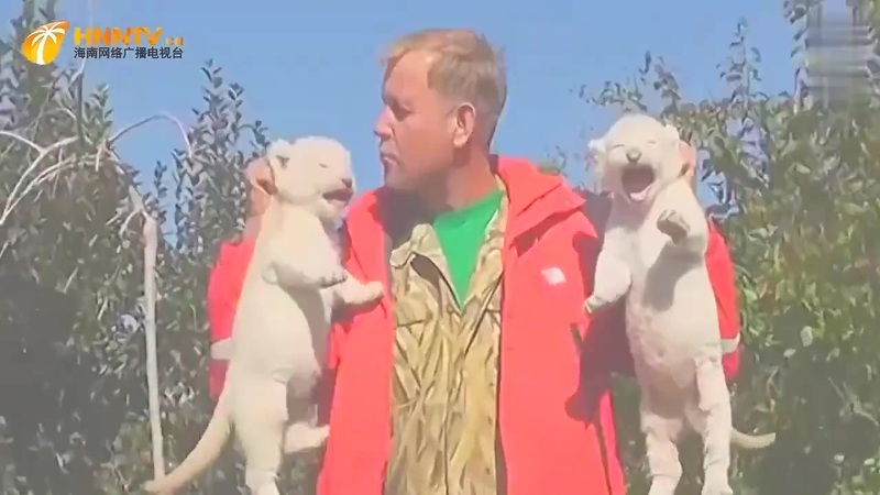 世界最可爱的幼儿园,学生全是小猩猩,每天被老师推着上学