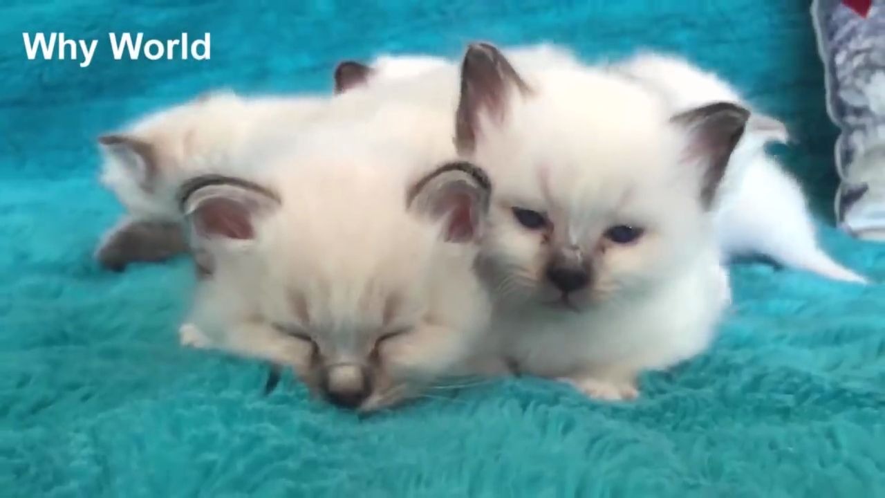 可爱的小猫叫声,小奶猫声音堪称声优,太萌了!