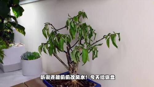 办公桌摆这3种绿植,事业旺财运来!