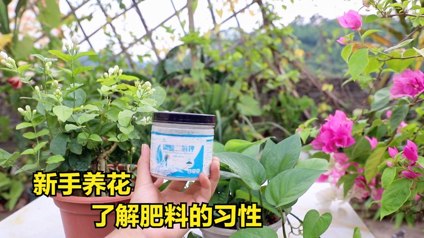 家庭养花瞎施肥弊端大,分清楚“氮磷钾”,养活千盆花