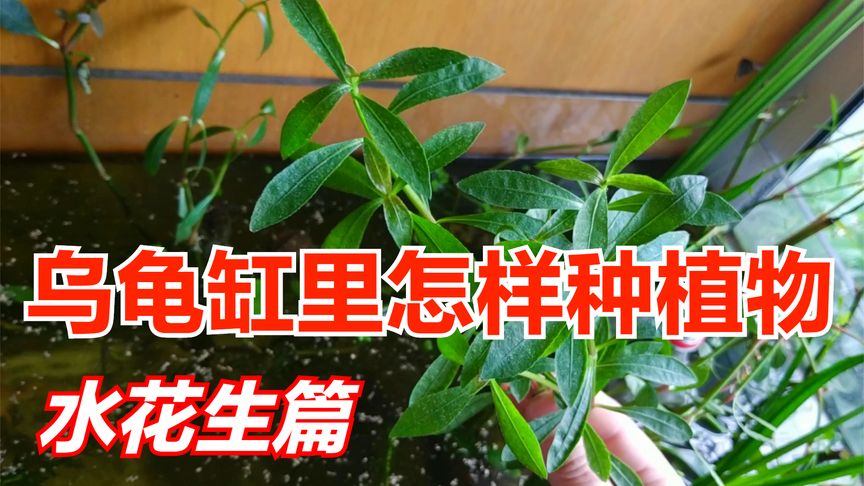 水花生能净化水质吗,龟缸怎么种水花生?空心莲子草养乌龟水培