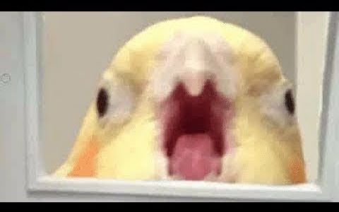 有种看了你别笑!你能忍到第几关?鹦鹉表情包大合集!@油兔不二字幕组