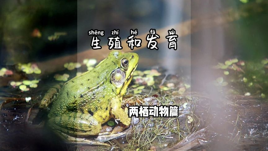 八下生物知识点第5集:两栖动物的生殖和发育