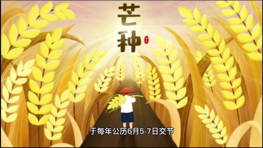 中国的24节气——芒种