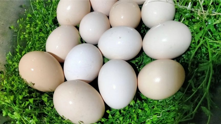 三月三荠菜煮鸡蛋,荠菜煮鸡蛋有啥讲究?这种吃法你们吃过吗