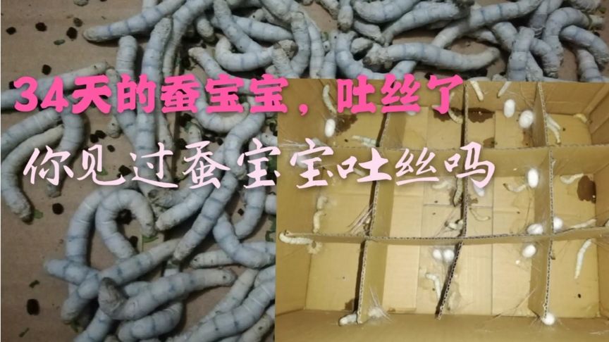 农村小伙养了34天的蚕宝宝吐丝了,你见过“作茧自缚”的吗