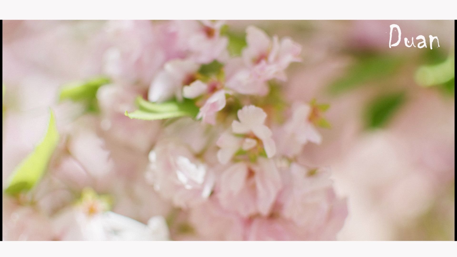 【尼康d7100+50 1.8拍摄】使用尼康z log拍摄的一个小视频(小声bb,z ...