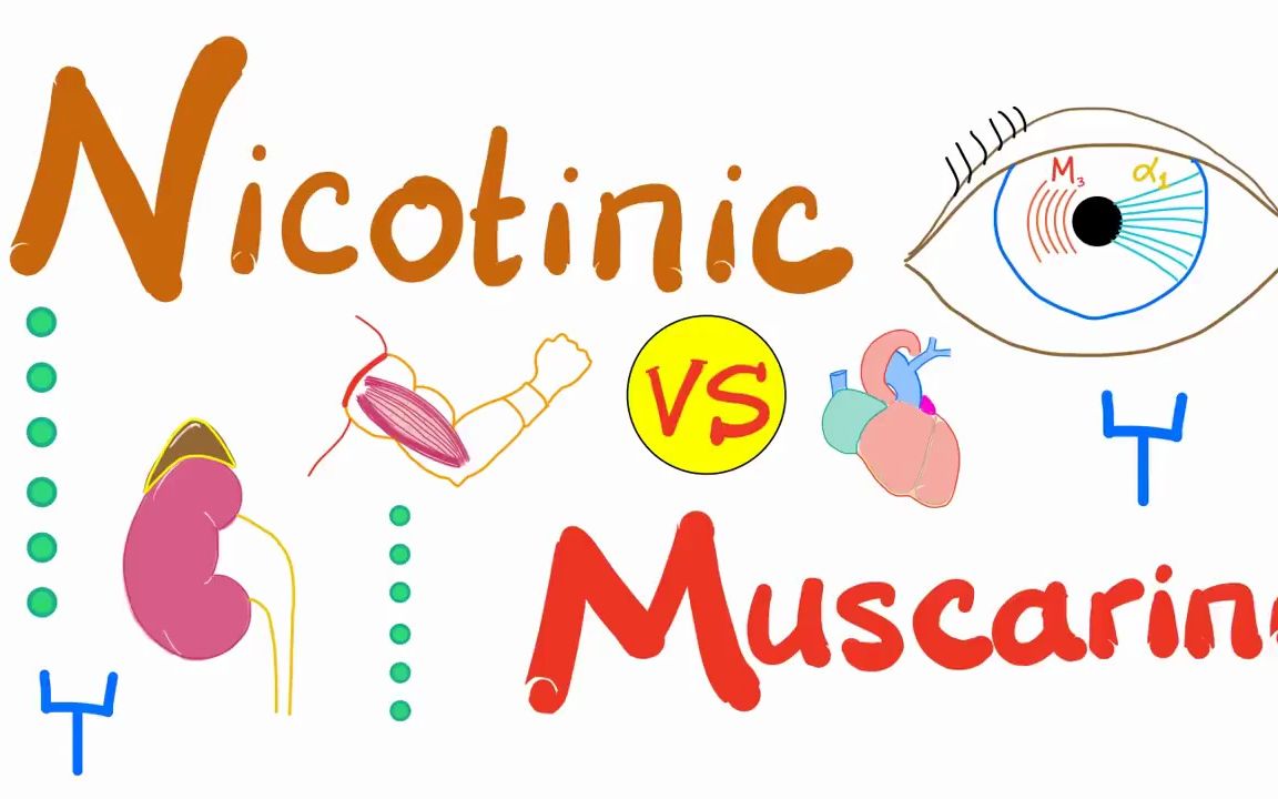 【双语熟肉】M受体ݒ�ݒ�N受体|自主神经系统|Medicosis ...