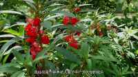 在家栽种凤仙花,想要花朵长得旺,就在土里加点此种“粉末”