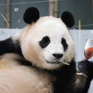 突击骑士 