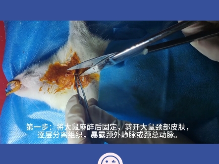 实验干货丨大鼠肺栓塞模型
