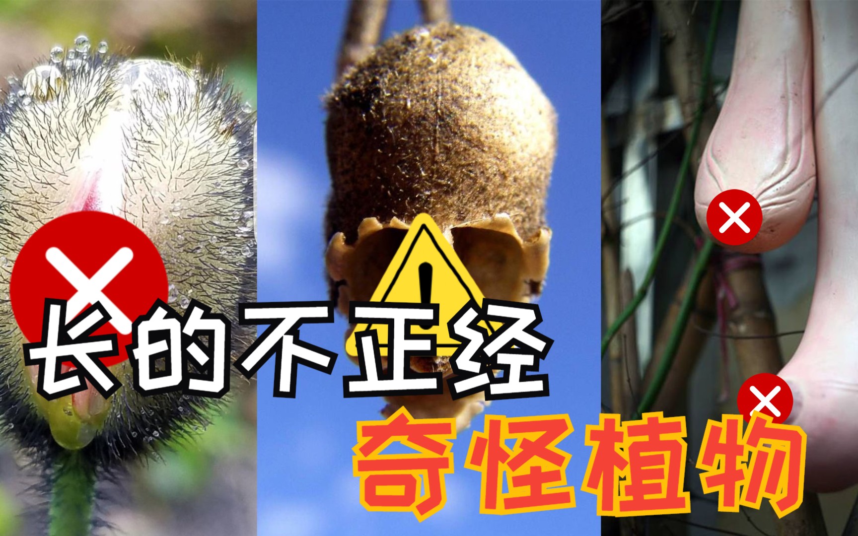 长的多少有点违规,一些看起来像人体器官的奇怪植物