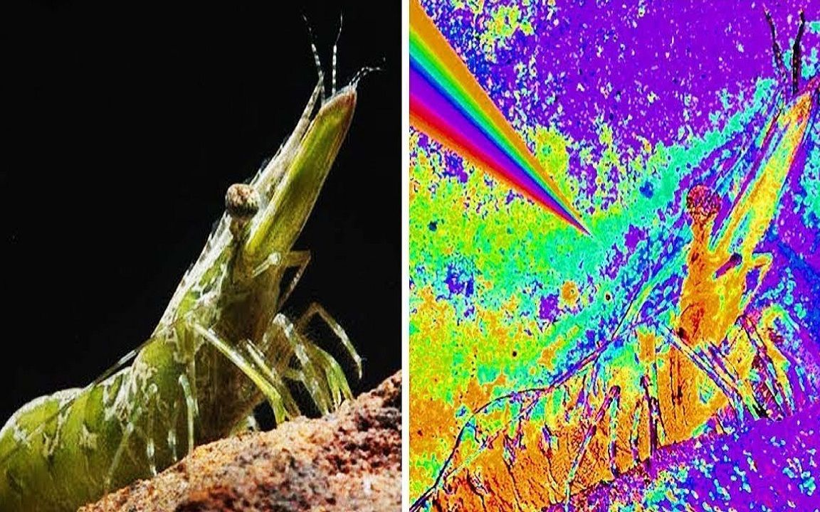 狗狗只能看到黑白?动物眼中的世界是怎样的?涨姿势了