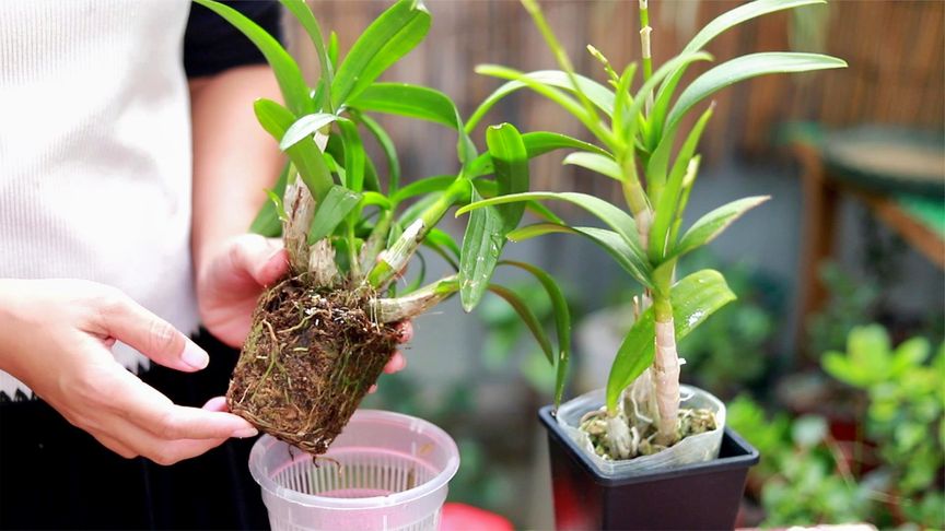 养石斛兰,这些不满足,不长新芽也是很正常