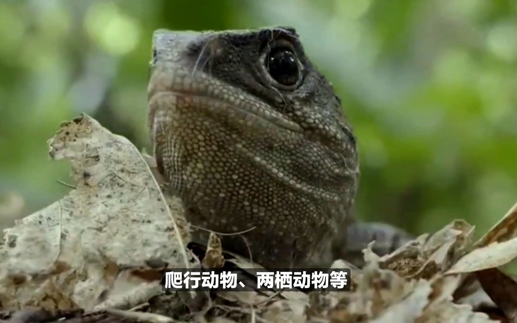 如果羊膜动物和两栖动物全部灭绝,鱼类还可能重新登陆吗?