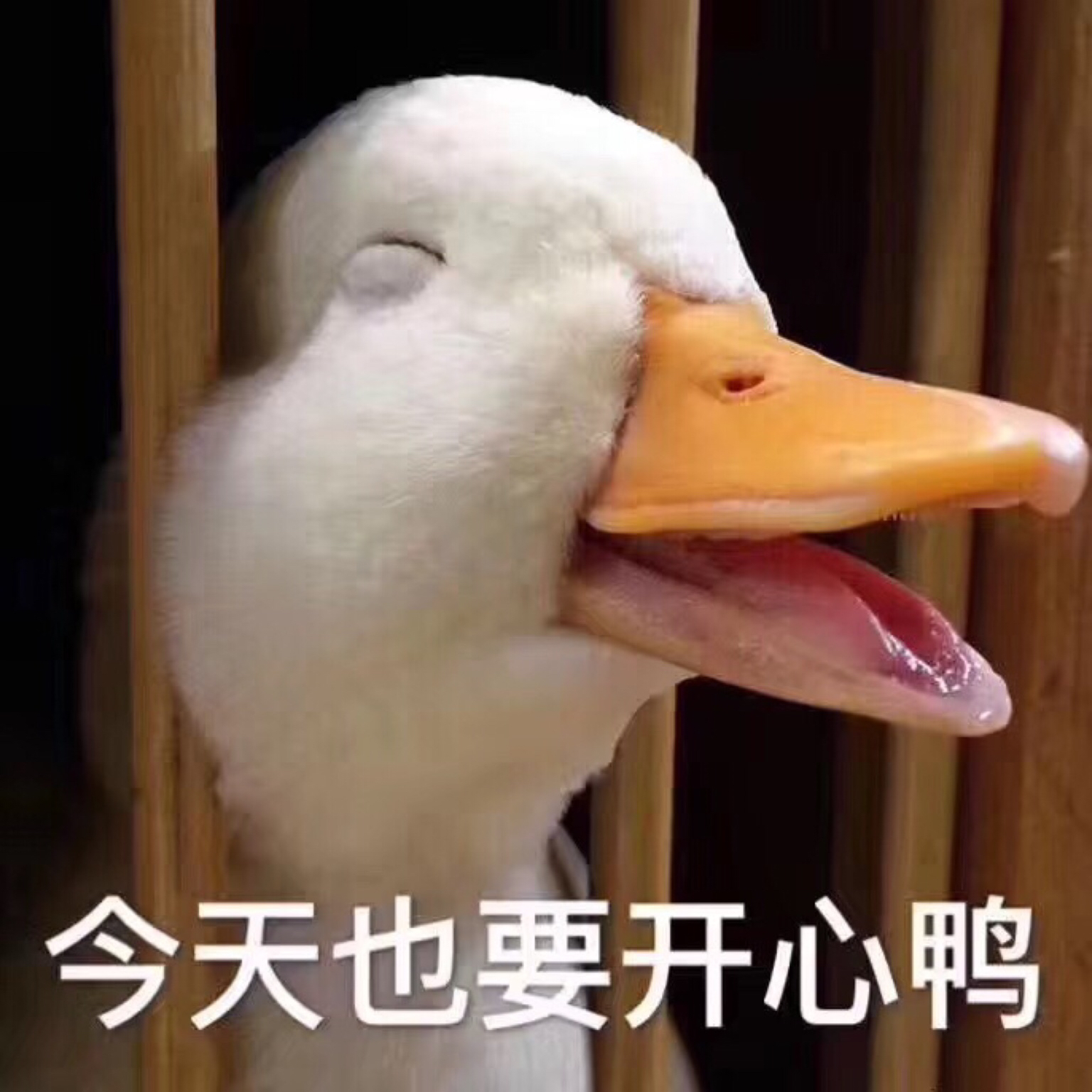 董乐乐乐乐乐乐乐 