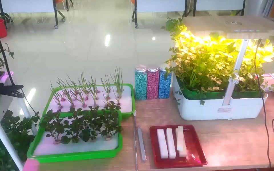 #课堂实录 #记录校园生活 种植芯劳动教育进课堂,种植棉育苗